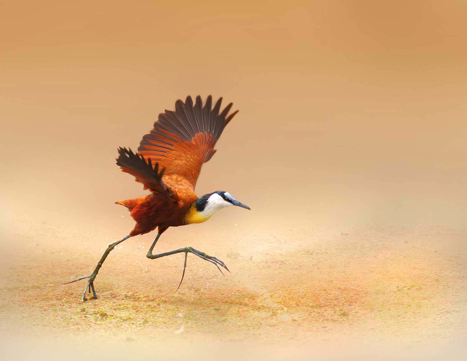 Keeping Time: Photos of Cape Town Jazz - Ian Bruce Huntley - african ...